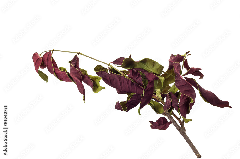 Drt 'Chinese Croton' leaves, isolated on white background and clipping ...