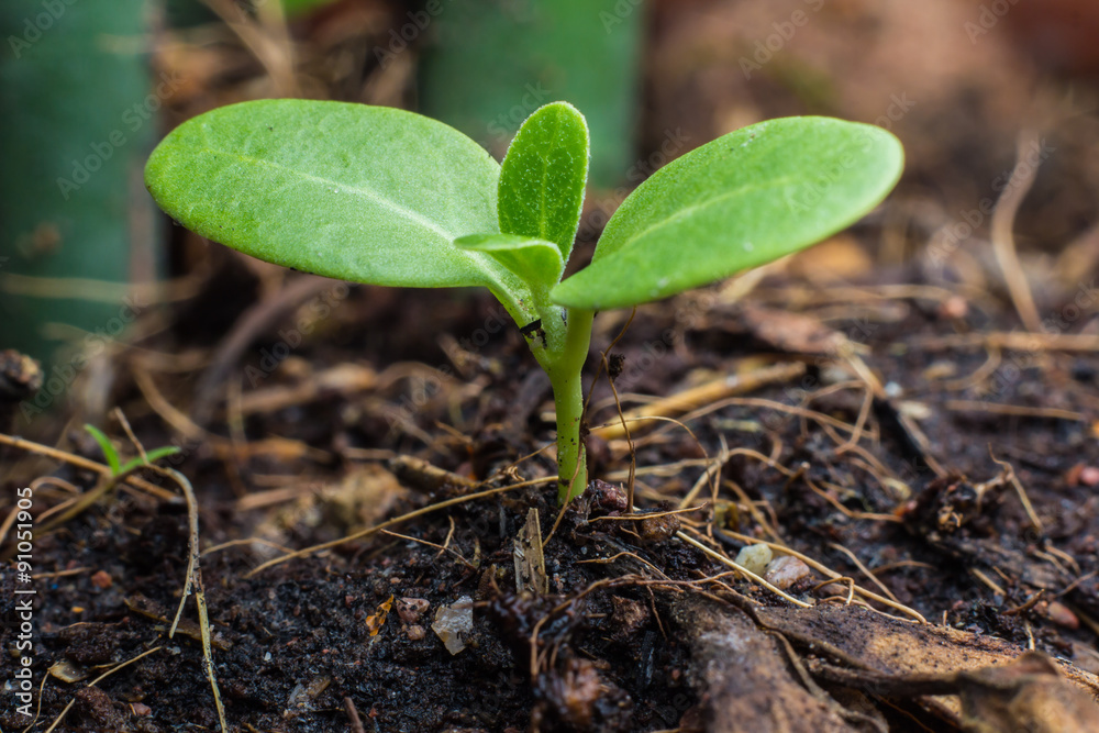 Planting a small plant on a pile of soil Stock Photo | Adobe Stock