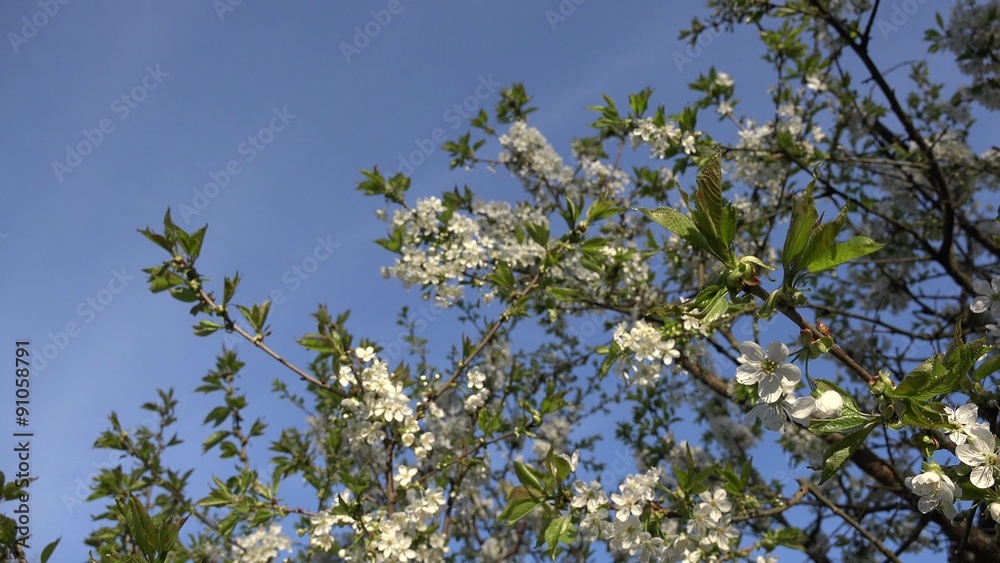Cherry fruit tree twigs with white blooms in spring time against blue ...