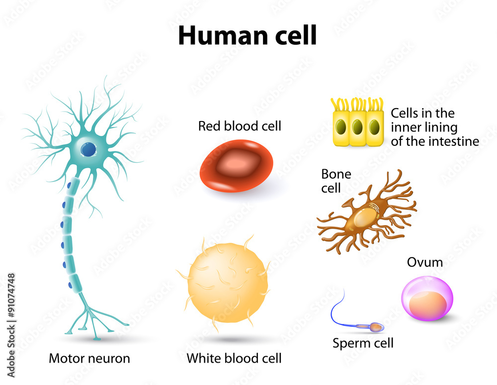 human cells Stock Vector | Adobe Stock