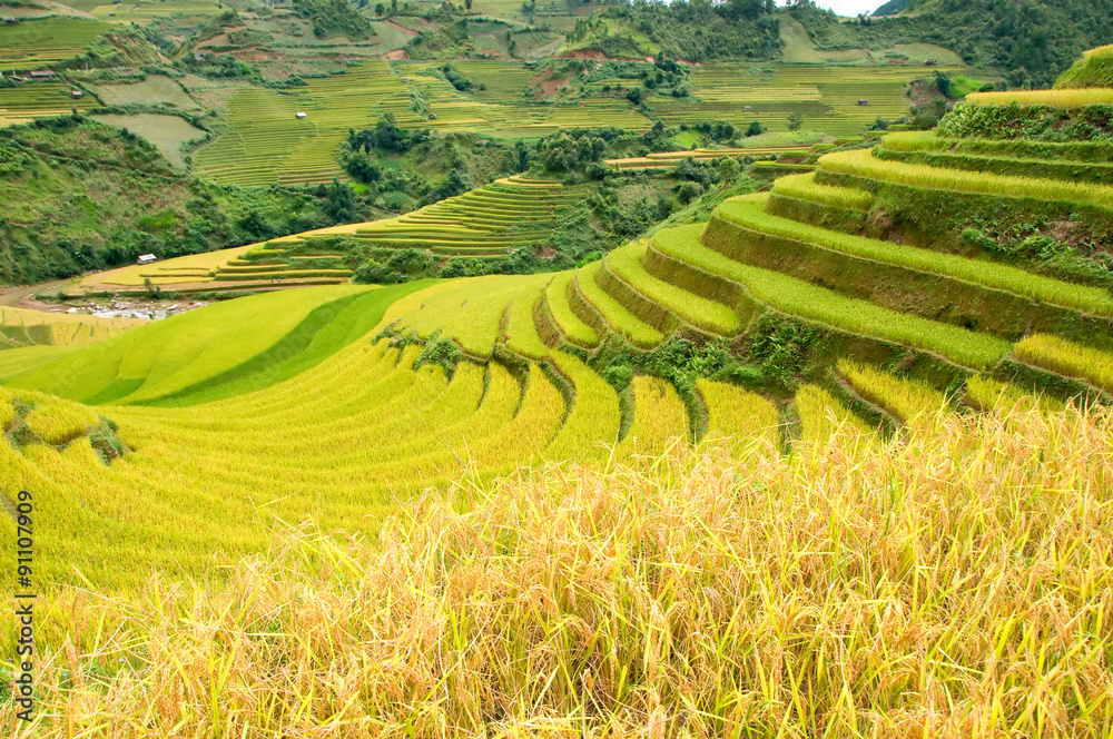 Rice fields on terraced of Mu Cang Chai, YenBai, Vietnam. Rice fields ...