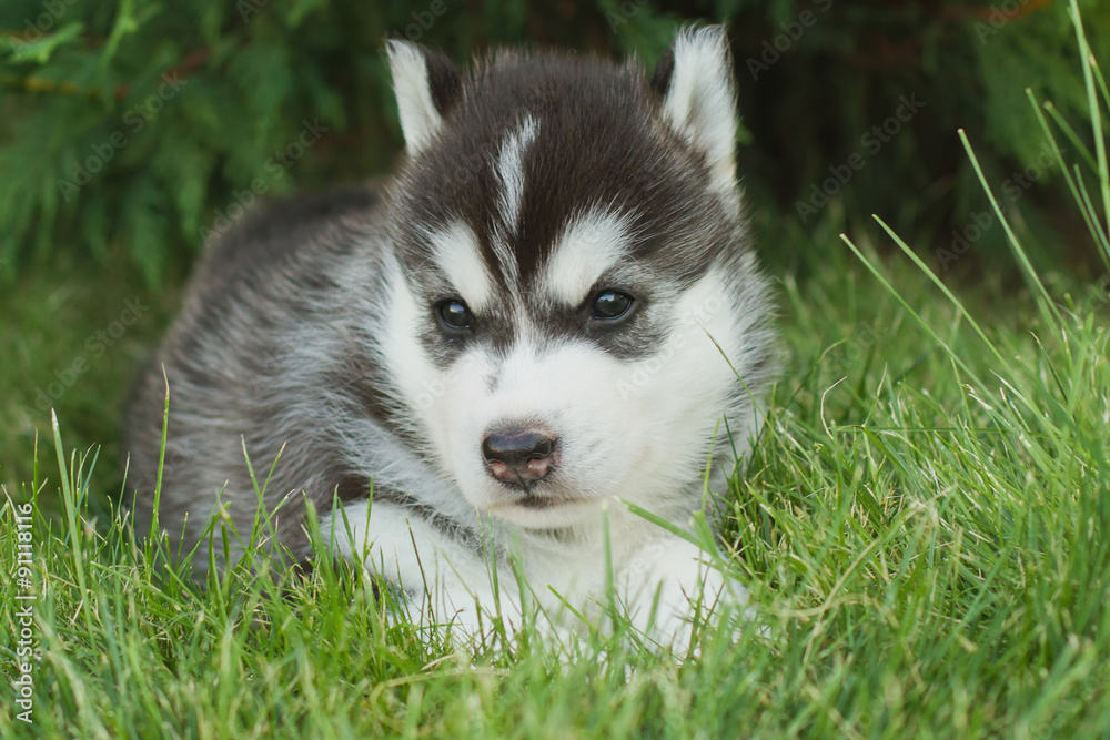 Baby Husky Dogs