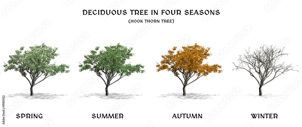 Deciduous Tree in four seasons - Hook Thorn tree - isolated on white ...