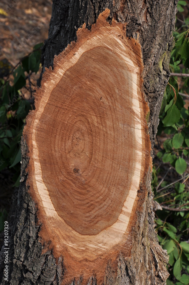 Vertical oval cross section with growth rings left on a tree stem after ...