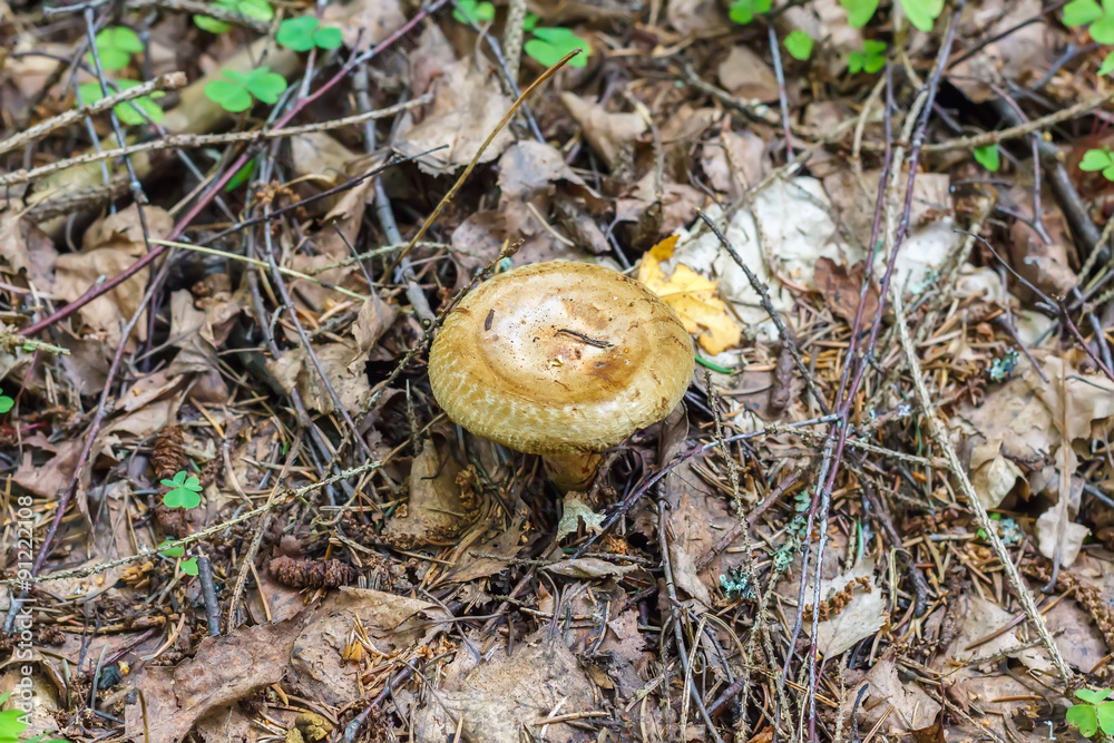 Mushroom Paxillus involutus, commonly known as the brown roll-rim ...