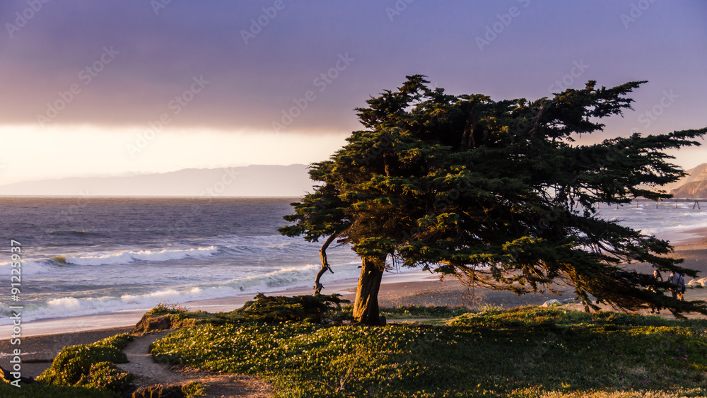 Windswept cypress tree along the northern California coast Stock Photo ...