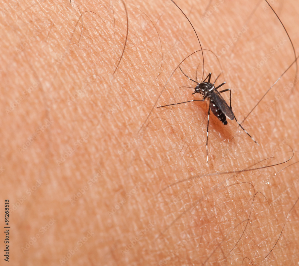 Aedes mosquito have noticeable white and black on their body and legs ...