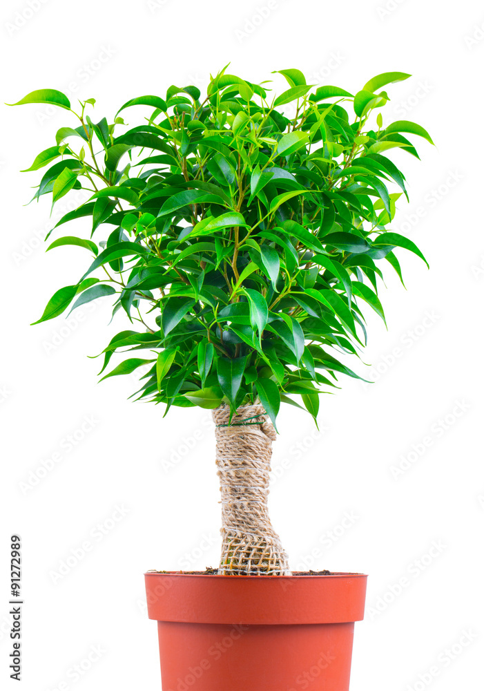 Decorative ficus bonsai, wrapped in burlap with svol in a terracotta ...