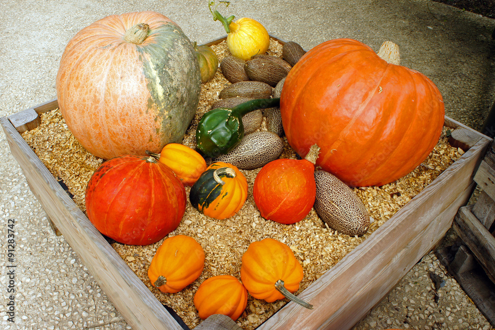 Récolte de cucurbitacées présentées dans une caisse en bois Stock Photo ...
