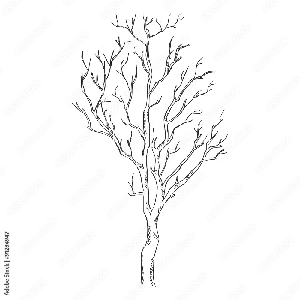 Vector Single Sketch Bare Tree Stock Vector | Adobe Stock