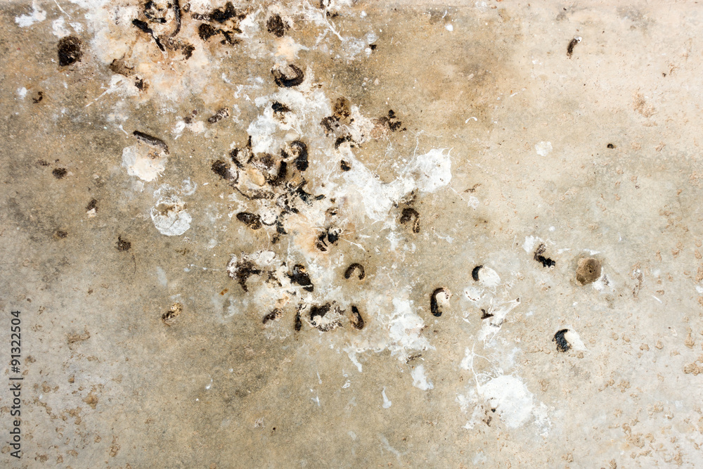 Bird droppings on cement background Stock Photo | Adobe Stock