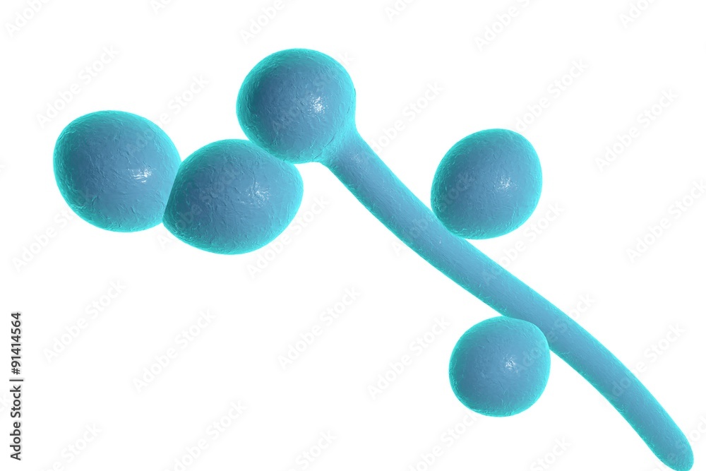 Digital illustration of fungi Candida albicans which cause candidiasis ...