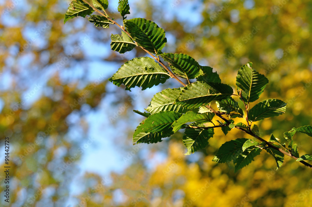 elm branch Stock Photo | Adobe Stock