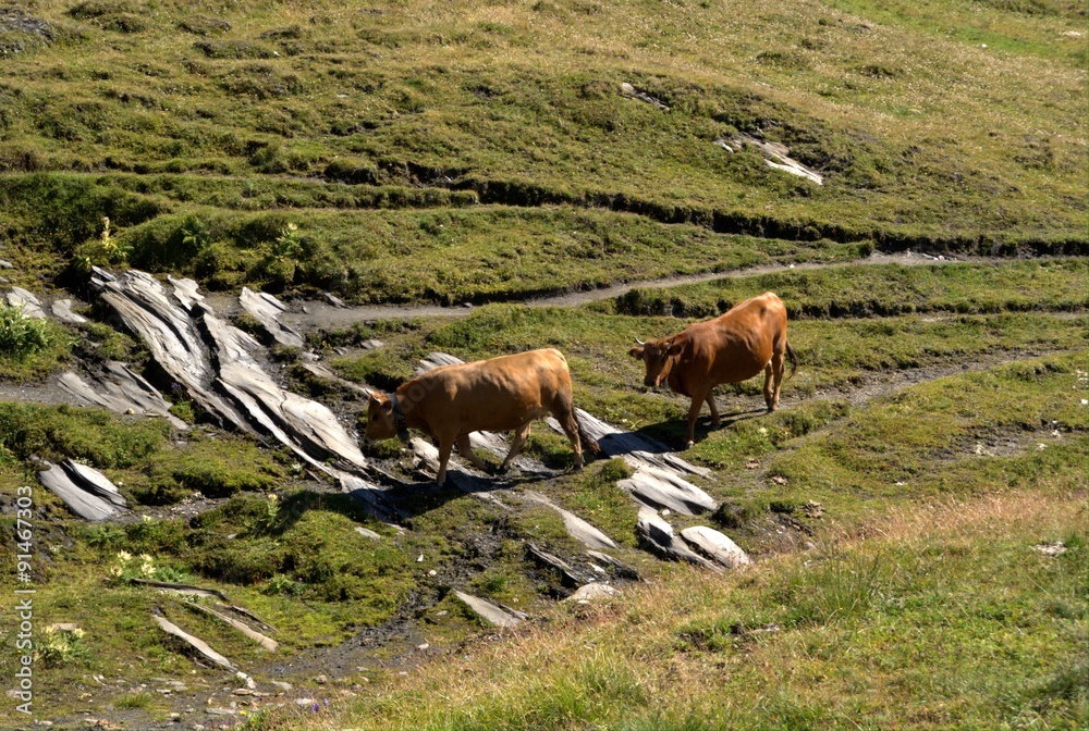 Vaches au lac Sans Fond - Col du Petit Saint Bernard. Stock Photo ...
