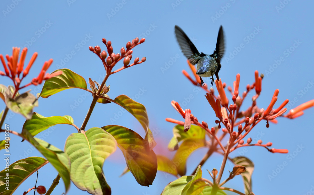 Cuban Bee Hummingbird (Mellisuga helenae) single adult male perched on ...