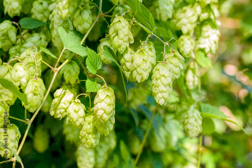 Humulus Lupulus Flowers, Also Called Hops Stock Photo | Adobe Stock