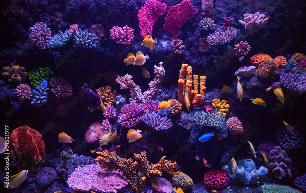 Beautiful aquarium Stock Photo | Adobe Stock