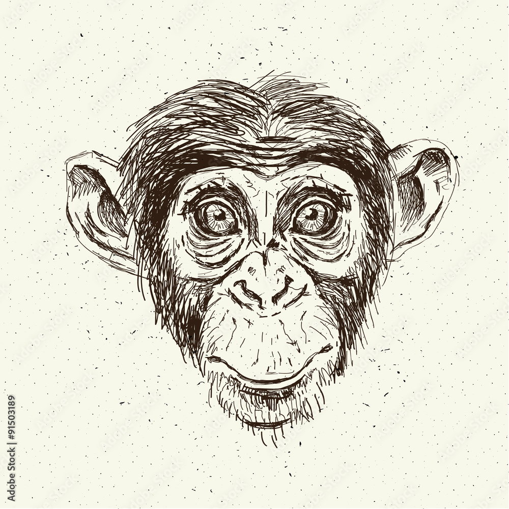 Chimpanzee Face Drawing