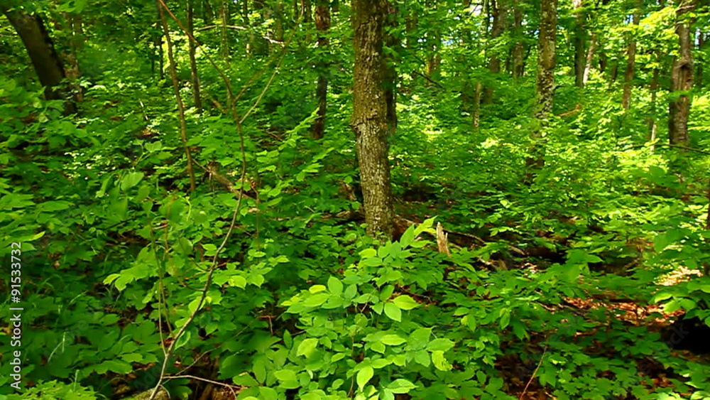 Forest scenery in the Upper Peninsula of Michigan on a breezy summer ...