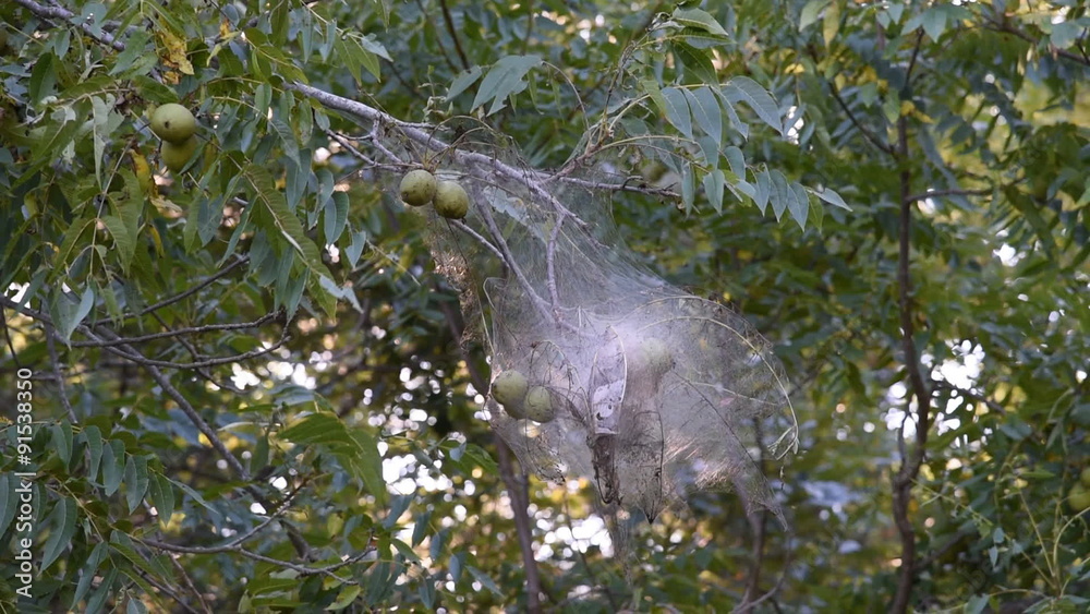 A nest made from the insect pests, tent caterpillars, sways in the ...