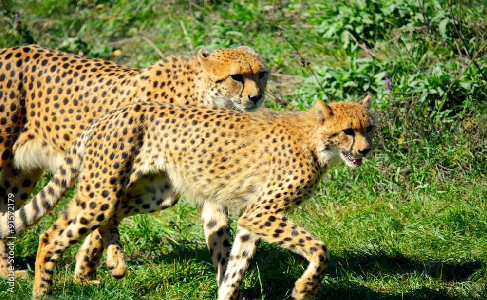 Two cheetahs went hunting together. Stock photo. Stock Photo | Adobe Stock
