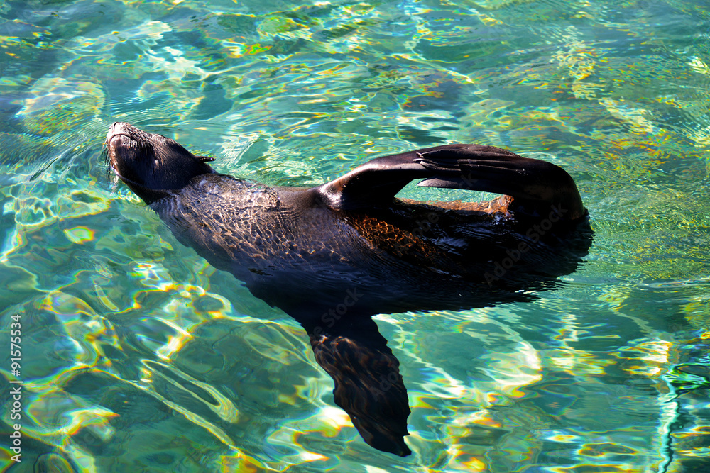 Foto de South african fur seal. Cape fur seals. The seal swims ...