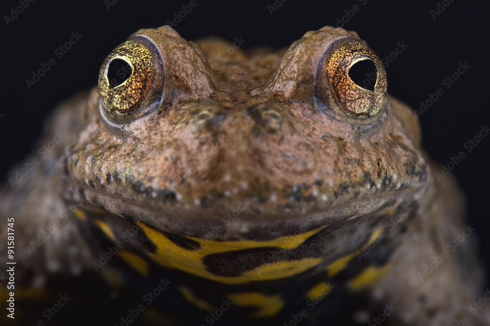 Fire Bellied Toads Eyes