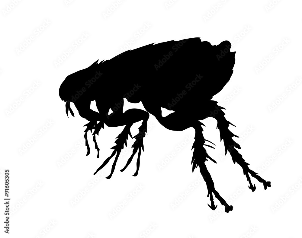 Black silhouette of flea Vector illustration isolated on white ...