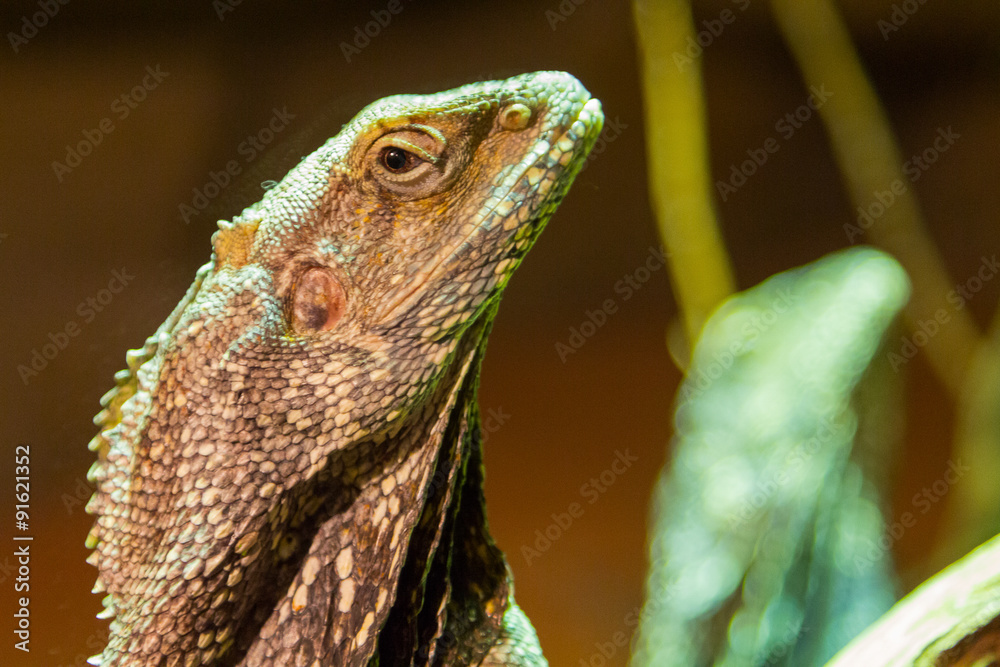 Clamidosaurio (Chlamydosaurus kingii) Stock Photo | Adobe Stock