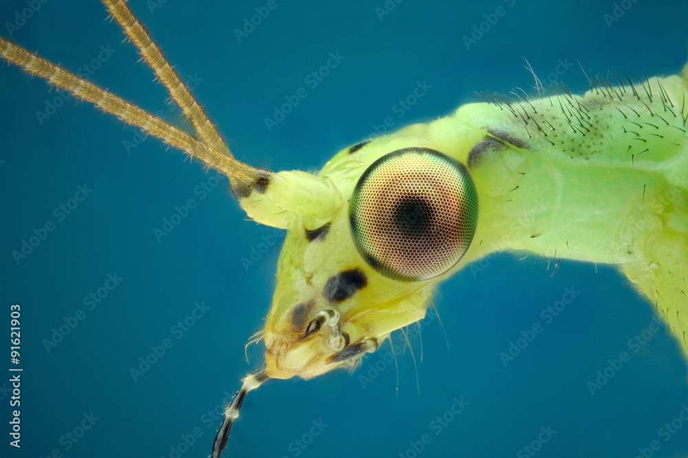 Microfotografia de la cabeza de una crisopa realizada con la tecnica ...