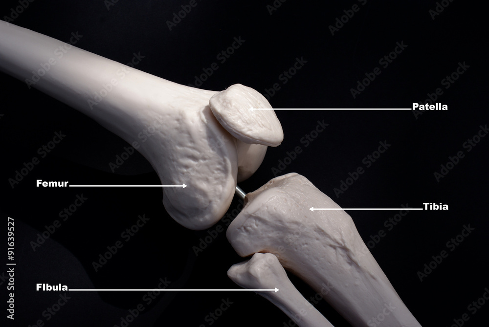 Knee Lateral View- Labelled Stock Photo | Adobe Stock