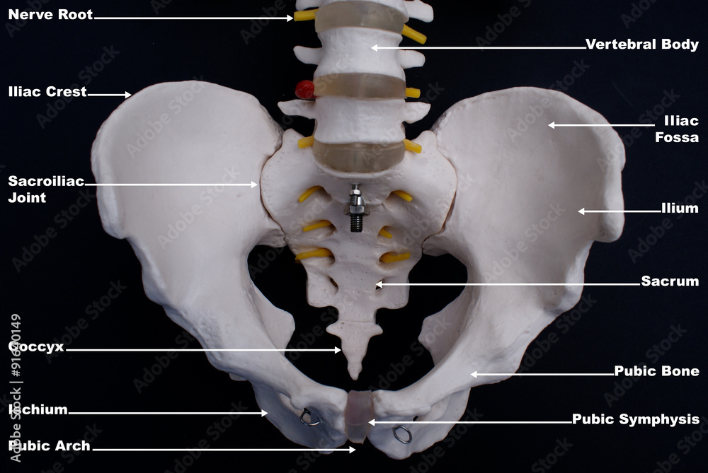 Pelvis Anterior View- Labelled Stock Photo | Adobe Stock