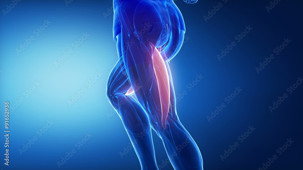 biceps femoris - leg muscles anatomy anaimation Stock Video | Adobe Stock