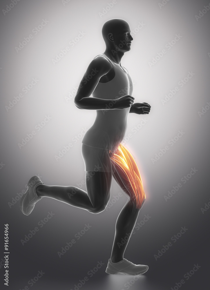 Thigh muscles - human muscle anatomy Stock Illustration | Adobe Stock