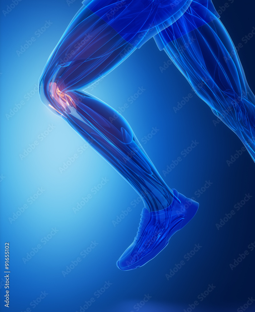 knee ligaments - human connective tissue anatomy Stock Illustration ...