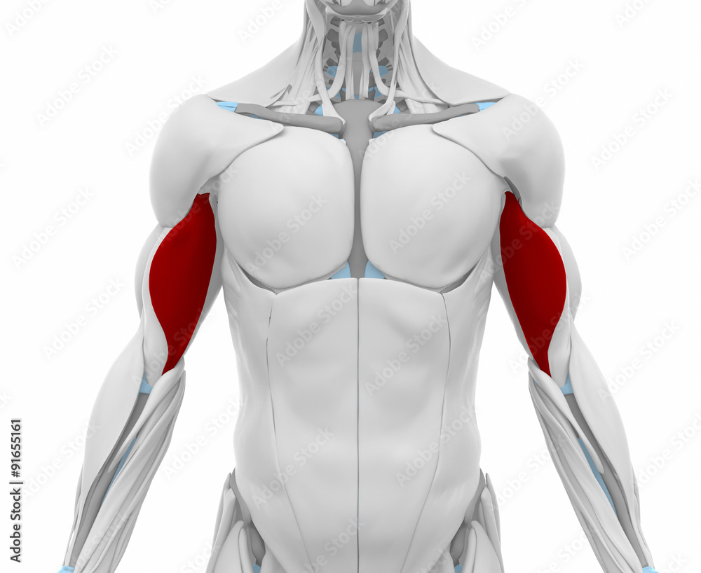 Biceps brachii - Muscles anatomy map Stock Illustration | Adobe Stock