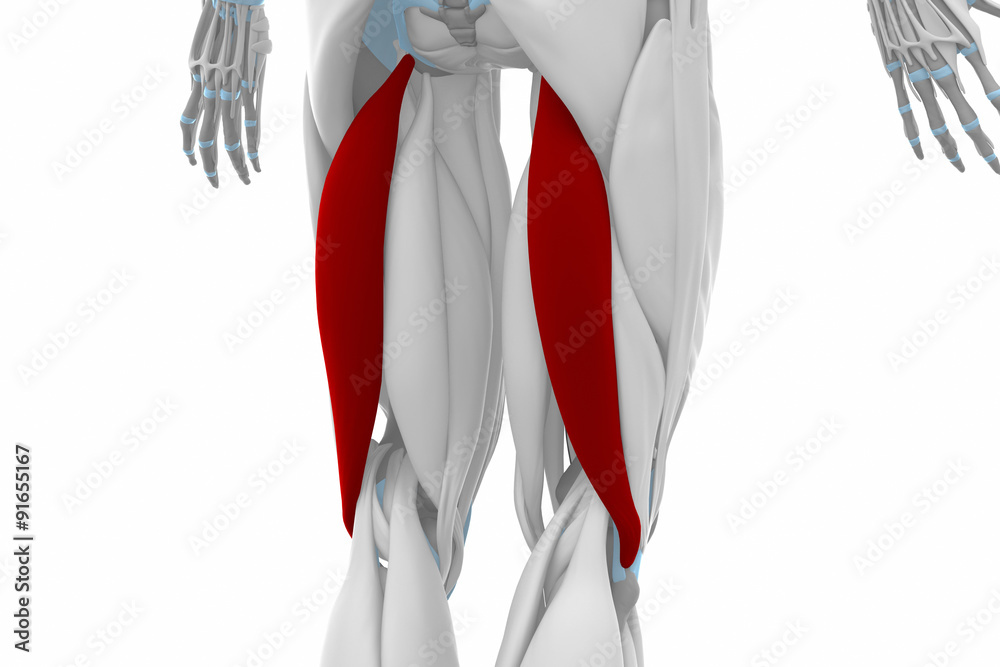 Biceps femoris - Muscles anatomy map Stock Illustration | Adobe Stock