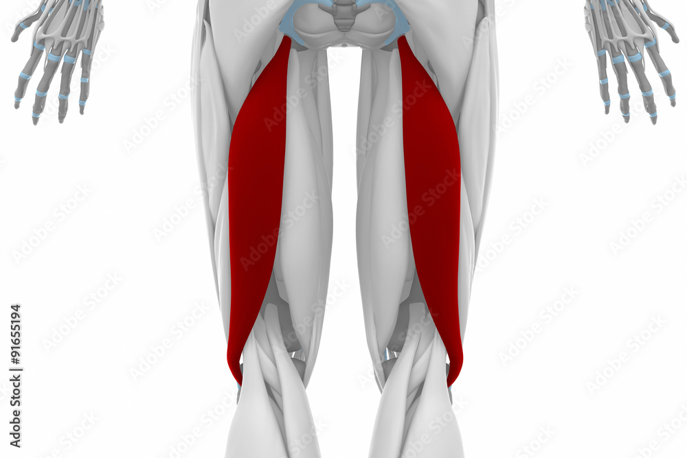 Biceps femoris - Muscles anatomy map Stock Illustration | Adobe Stock
