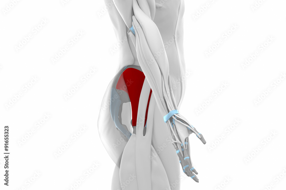 Gluteus minimus- Muscles anatomy map Stock Illustration | Adobe Stock