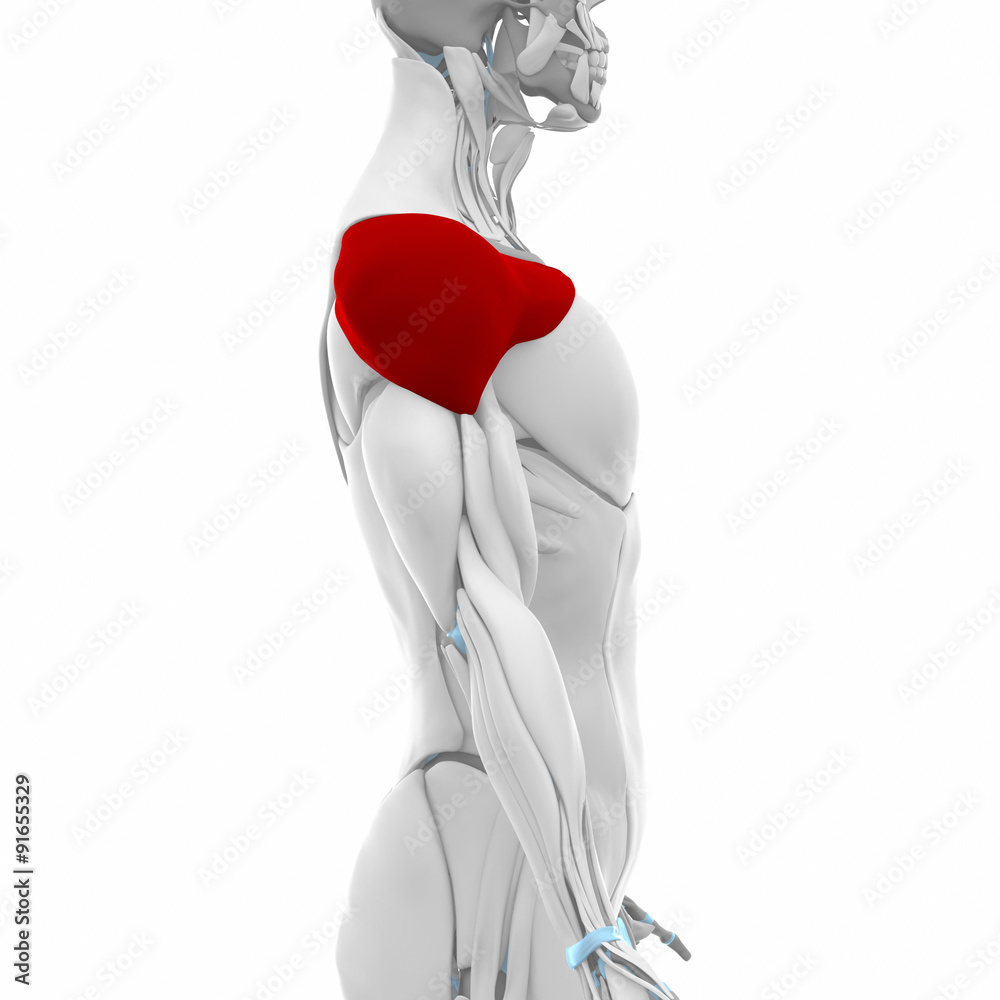 Deltoid - Muscles anatomy map Stock Illustration | Adobe Stock