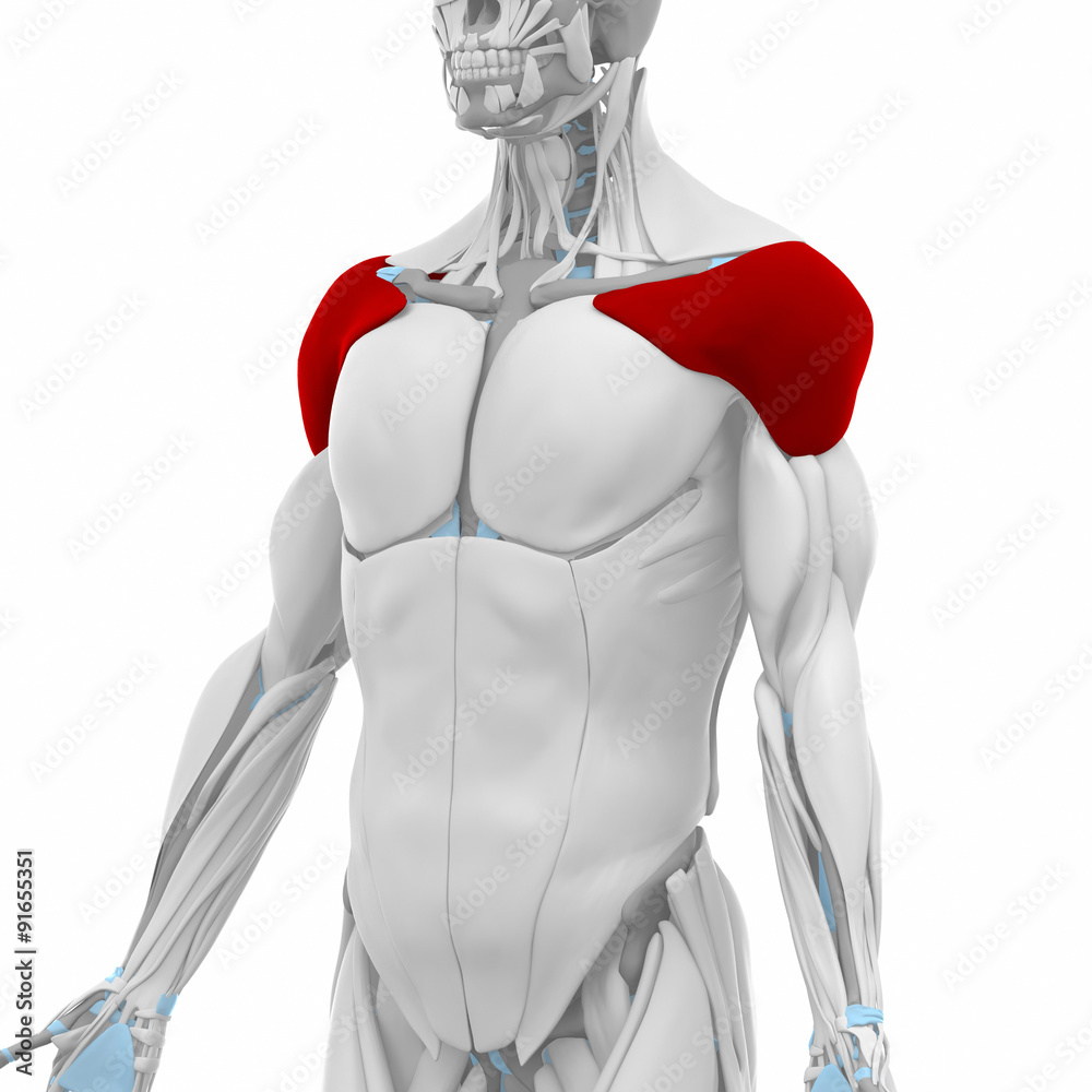 Deltoid - Muscles anatomy map Stock Illustration | Adobe Stock
