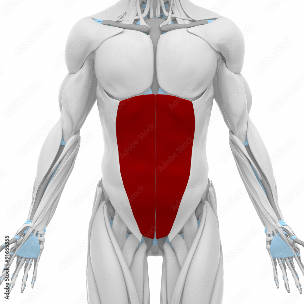 external abdominal oblique - Muscles anatomy map Stock Illustration ...