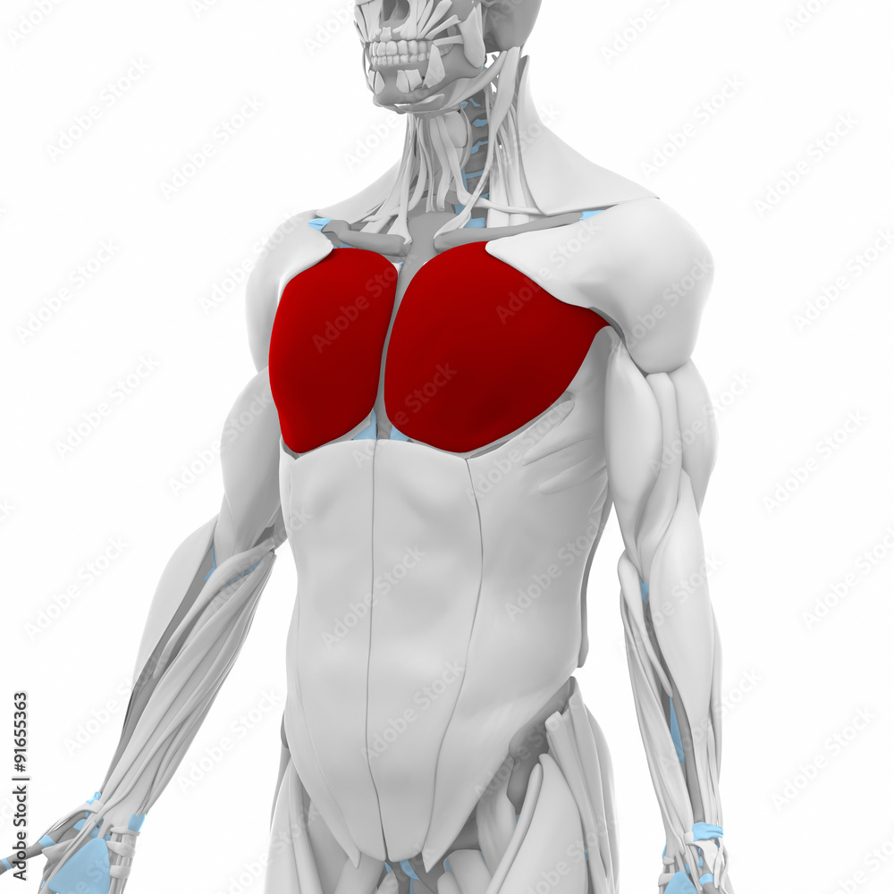 pectoralis major - Muscles anatomy map Stock Illustration | Adobe Stock