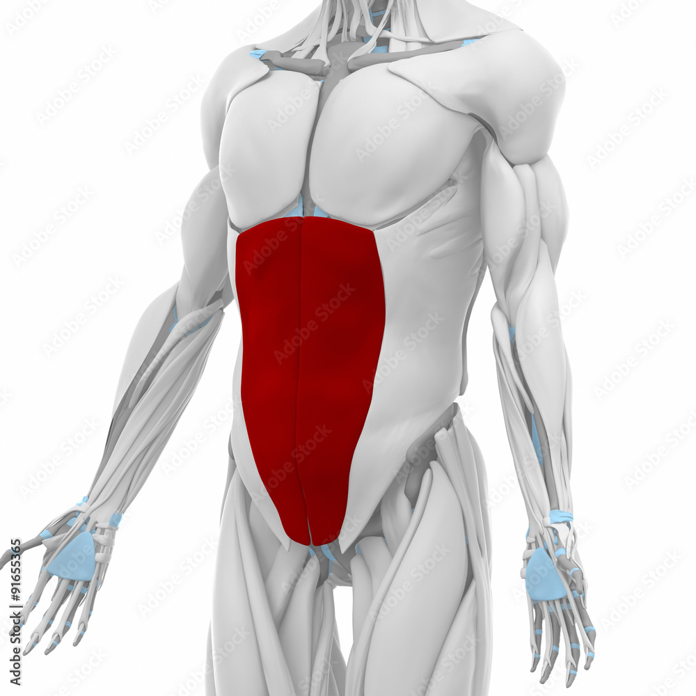 external abdominal oblique - Muscles anatomy map Stock Illustration ...