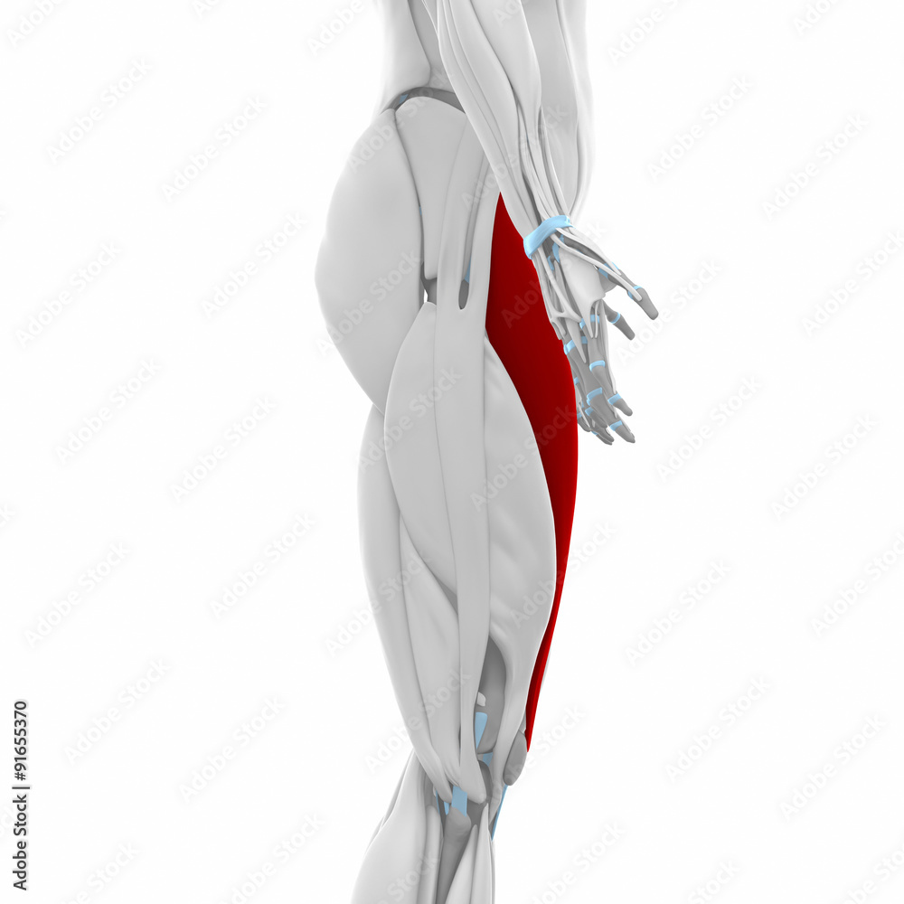 Rectus femoris - Muscles anatomy map Stock Illustration | Adobe Stock