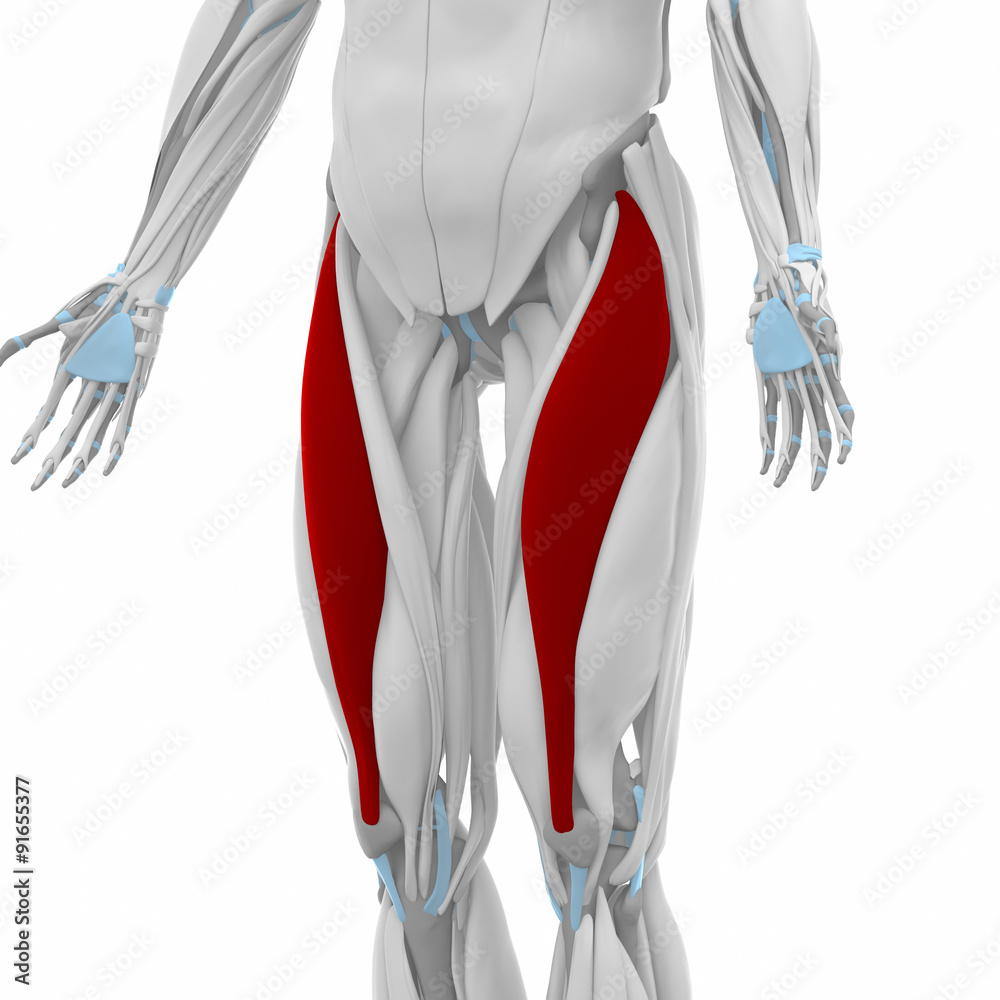 Rectus femoris - Muscles anatomy map Stock Illustration | Adobe Stock