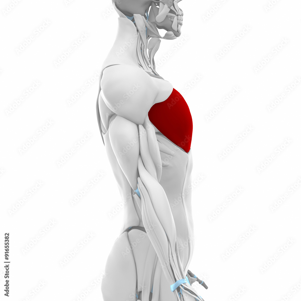 Pectoralis Major Muscle Anatomy Anatomyzone Major Muscles Muscle My 0546