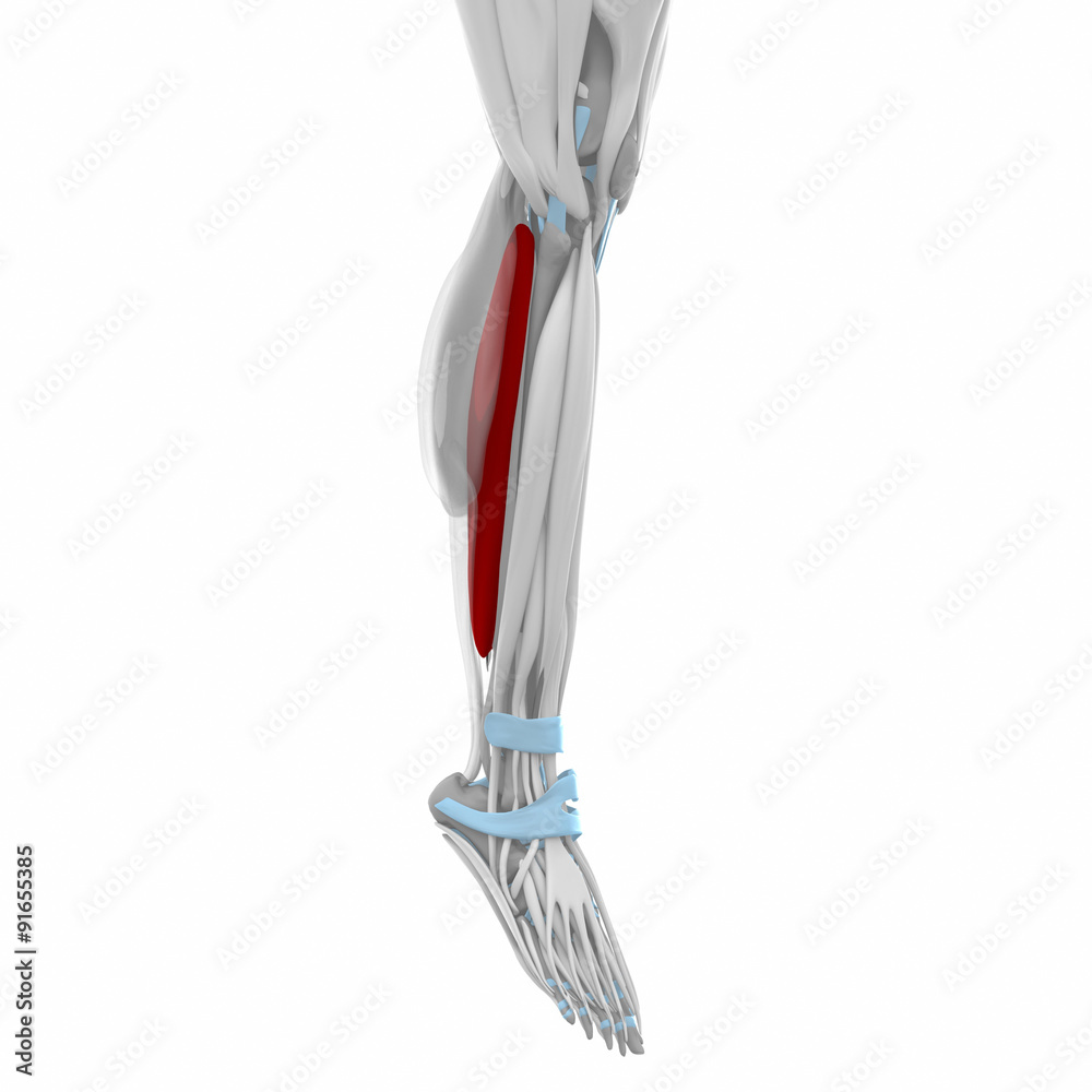 Soleus - Muscles anatomy map Stock Illustration | Adobe Stock