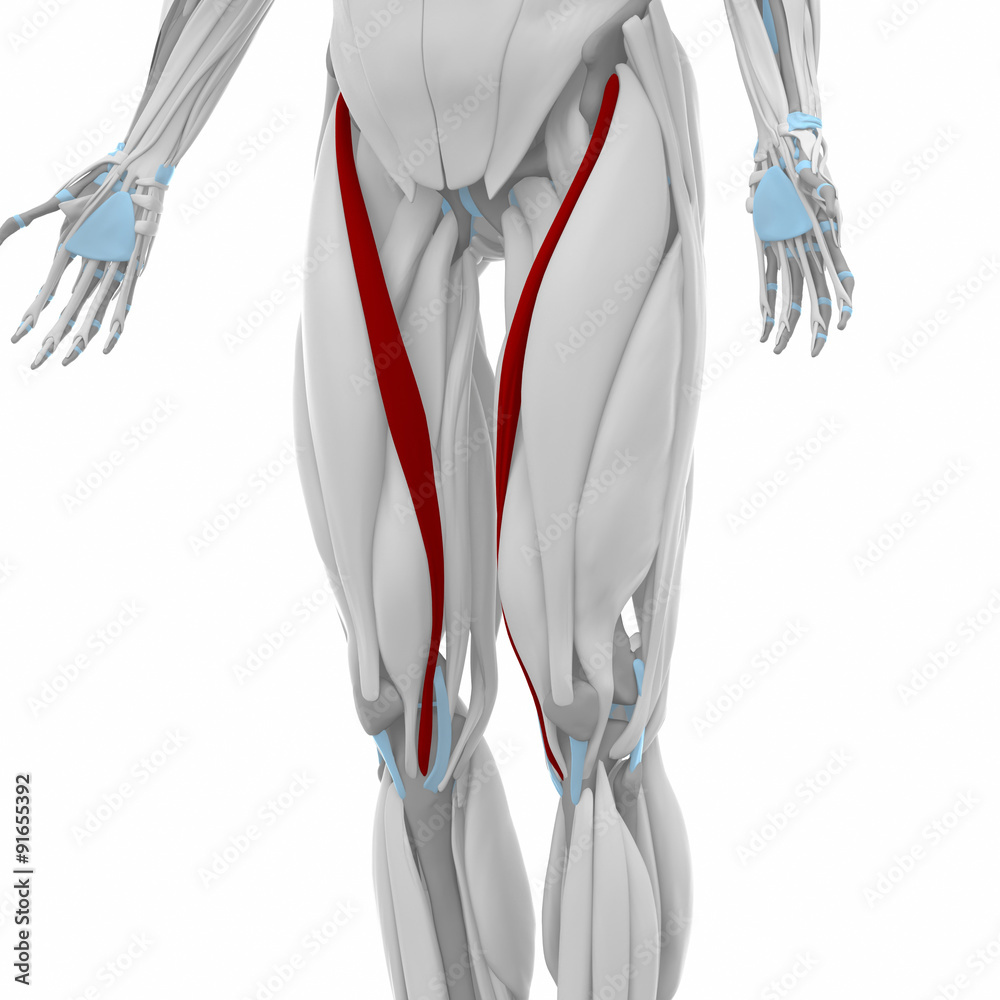 Sartorius - Muscles anatomy map Stock Illustration | Adobe Stock
