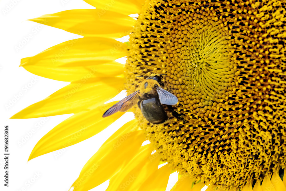 Sunflower Bee Stock Photo | Adobe Stock
